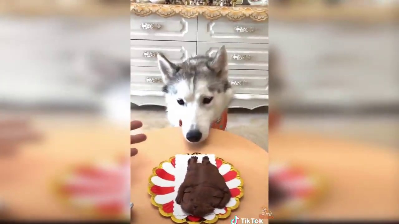 Dog Reaction to Cutting Cake Funny Dog Cake Reaction Compilation - YouTube