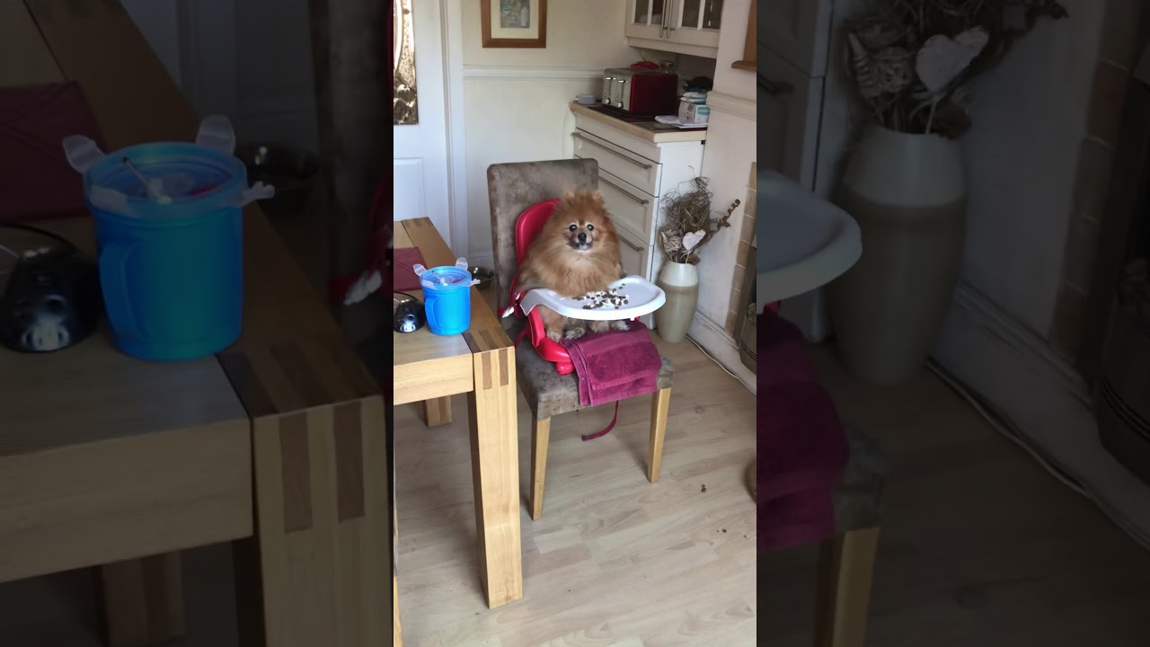 Dog in a high chair - YouTube