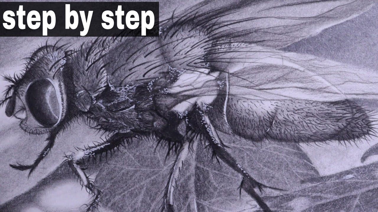 How to draw a fly || realistic shading tutorial step by step ...