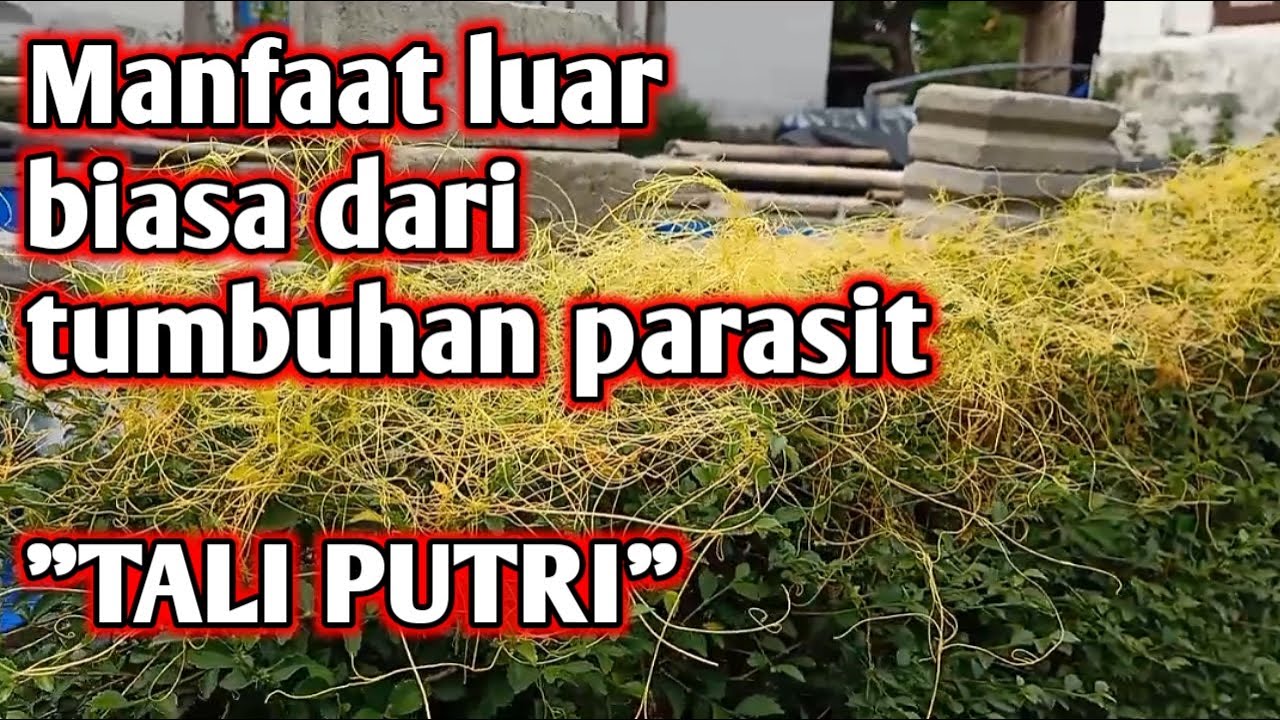 Parasit yang satu ini banyak di cari/tali putri untuk kesehatan ...