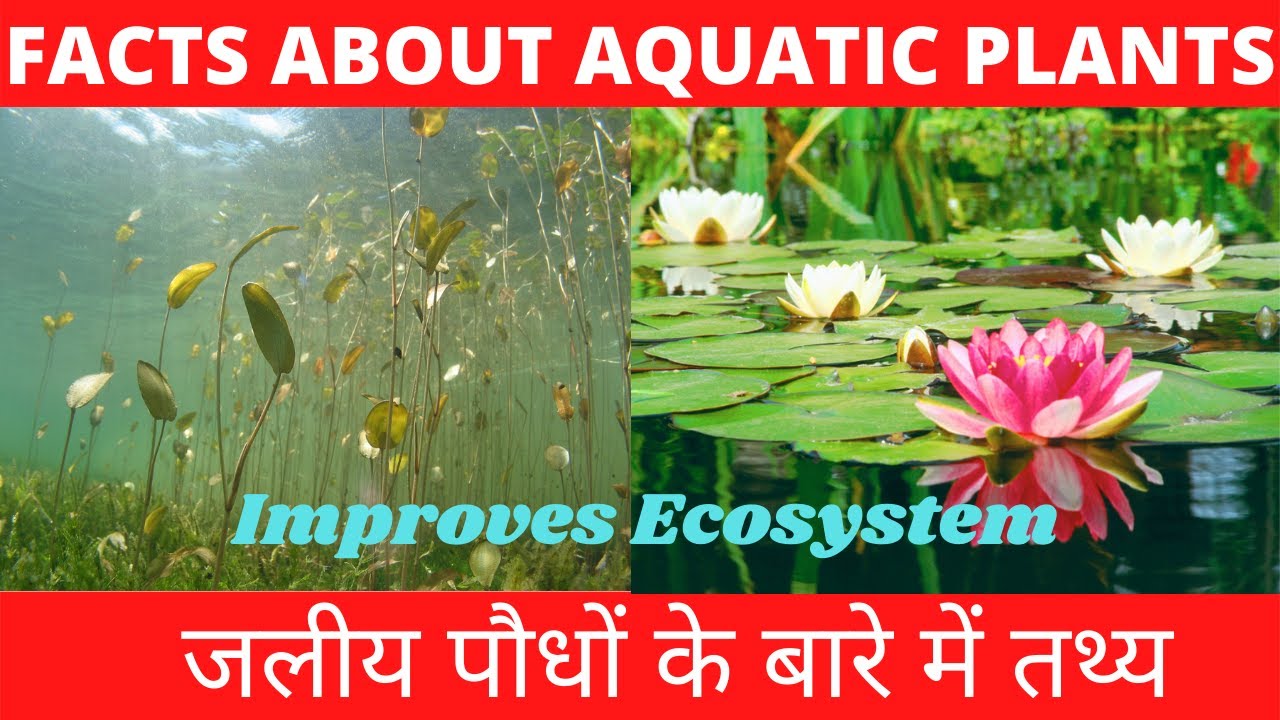 Amazing Facts About Aquatic Plants amazing-facts-about-aquatic-plants