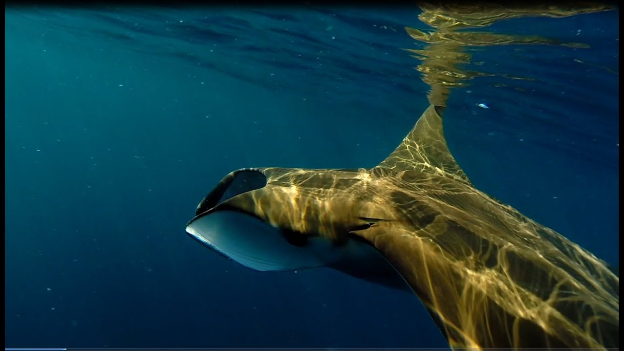 Monster Manta Ray and Tuna attacking sardine baitball Bermagui - YouTube
