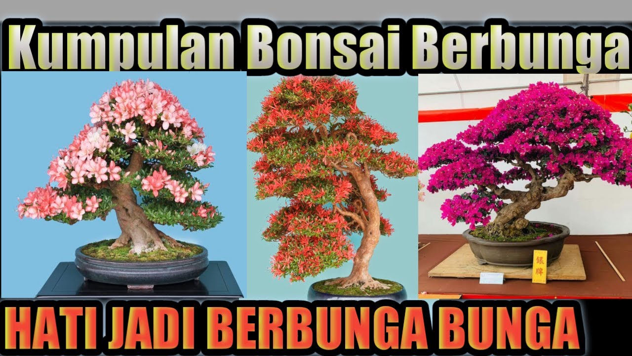 Kumpulan Bonsai Berbunga - YouTube