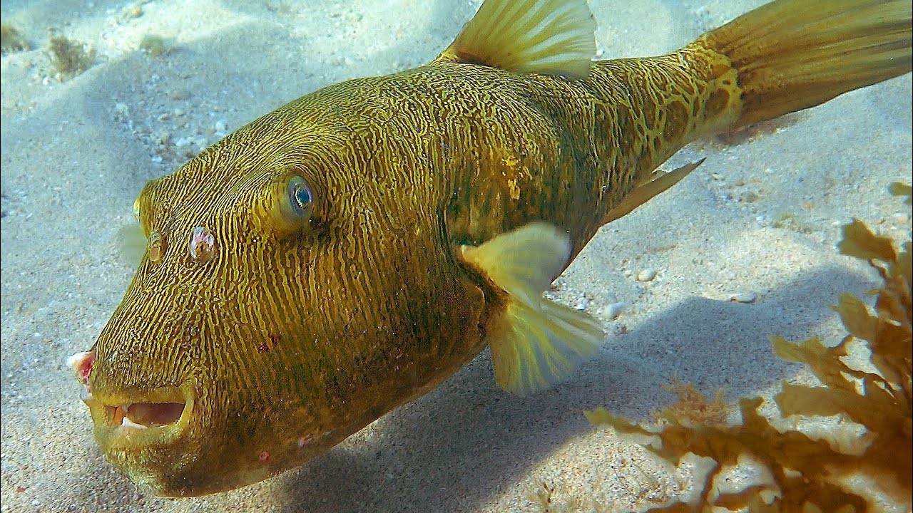 Ferocious Puffer at Bundegi, Western Australia - YouTube