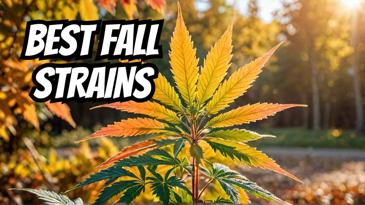 Top Fall Cannabis Strains You'll Love! - YouTube