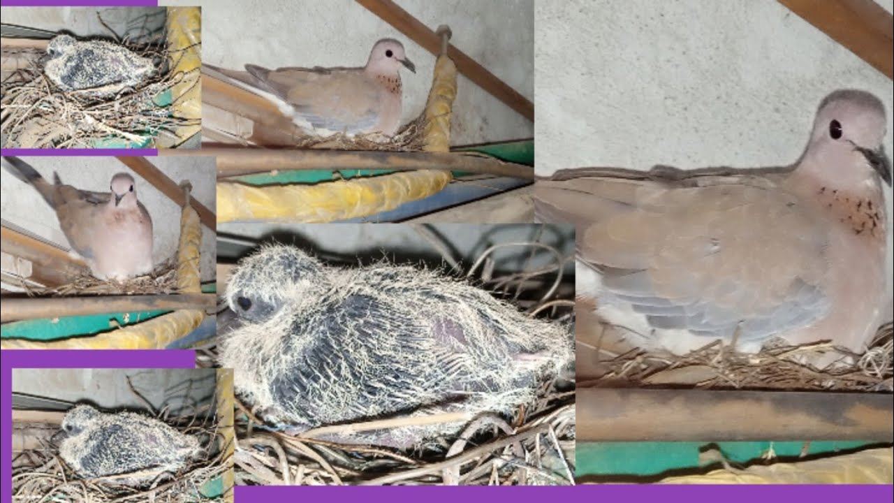 Dove bird nest and baby | kids activity and Islami batain - YouTube