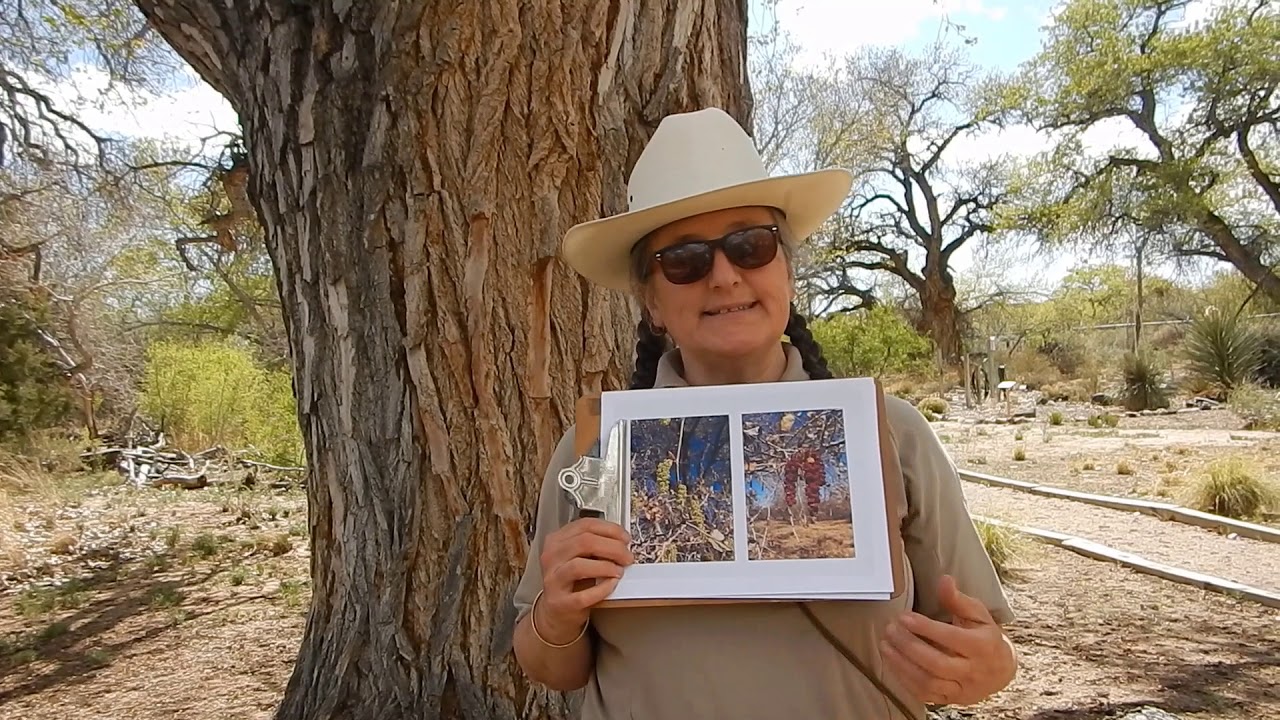 Learn about the cottonwood tree at Rio Grande Nature Center State Park ...