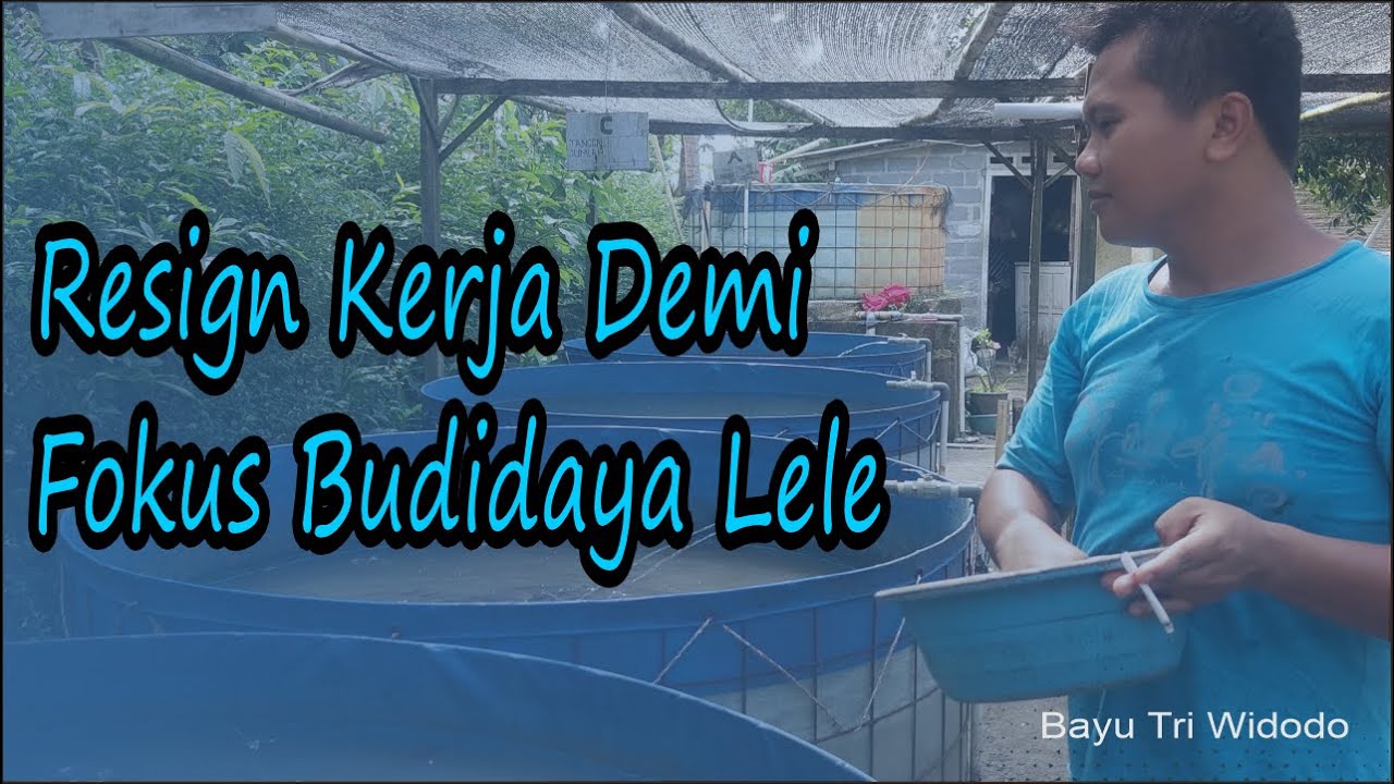 Inspirasi Budidaya Ikan / Takaran Pakan Lele / Budidaya Lele Sistem ...