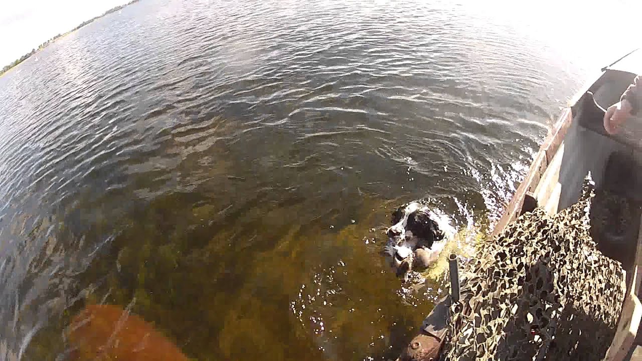 Springer Spaniel retrieving a tufted duck - YouTube