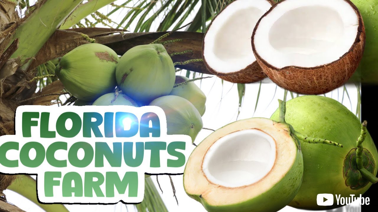 A Journey to a Florida Coconut Farm: Discover the Secrets of Tropical ...