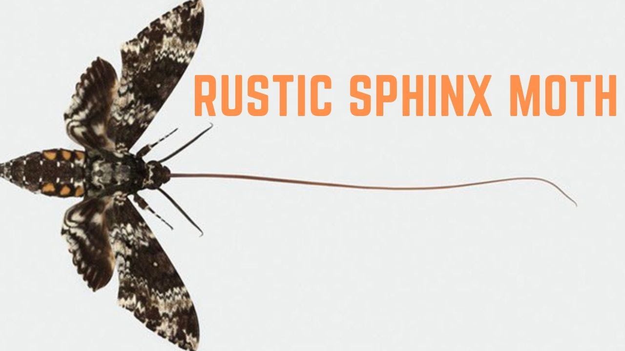 Sphinx Moth Drawing