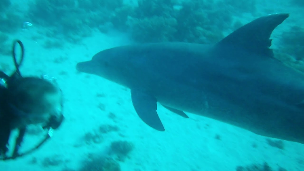 Buceando con Delfines en el Mar Rojo. Scuba Deep Dive. - YouTube