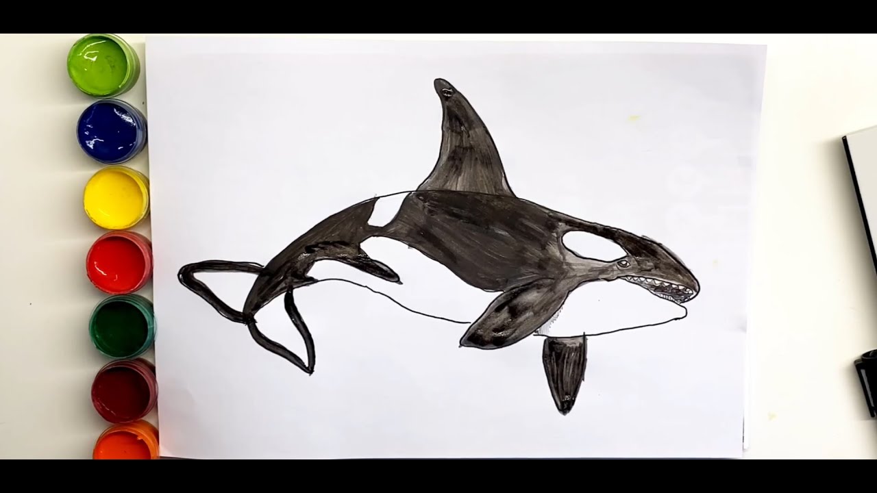 How To Draw Killer Whale | Drawing and Coloring for Kids - YouTube