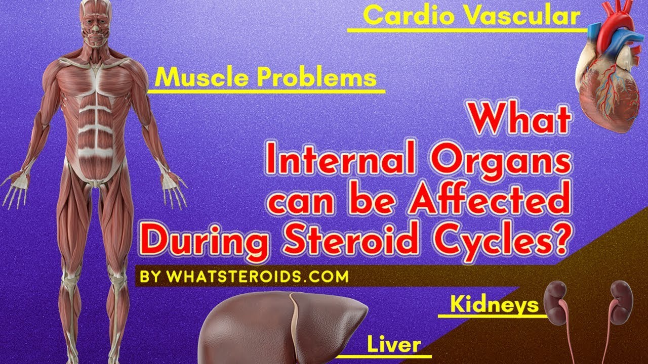 Internal Organs that can be Affected During Steroid Cycles - YouTube