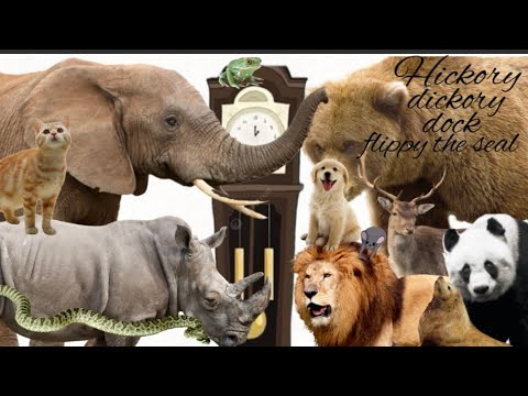 Hickory Dickory dock Flippy the seal