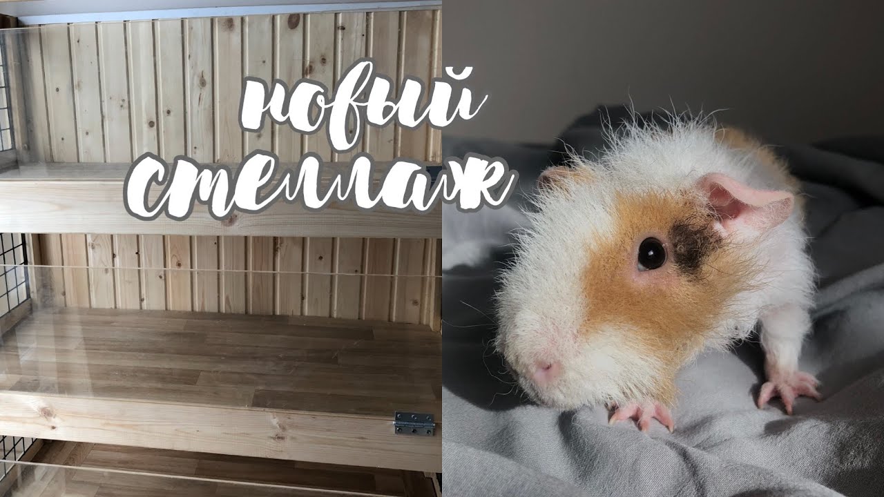 Новый стеллаж для морских свинок//стеллаж для морских свинок🏠 СВИНКИ С ...
