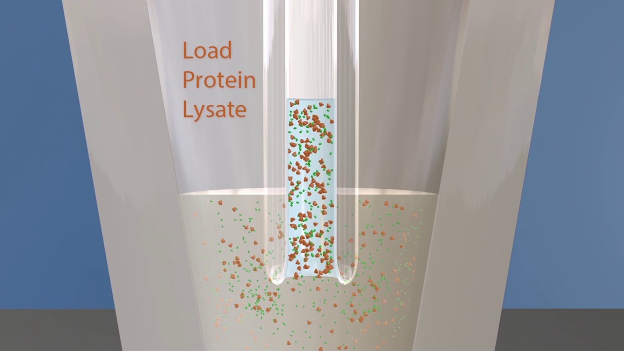 ProteinSimple: Sally Sue: Simple Western - YouTube