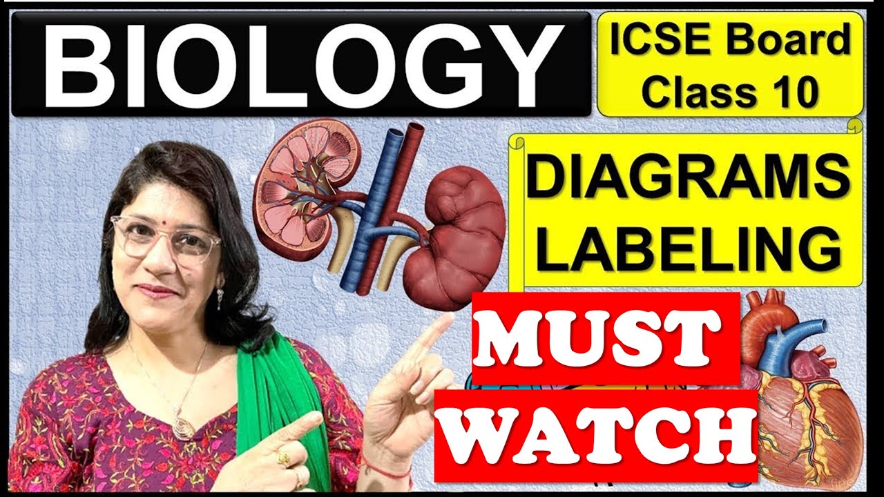 DIAGRAM BASED SURE SHOT QUESTIONS | BIOLOGY BOARD EXAMS | ICSE CLASS 10 ...
