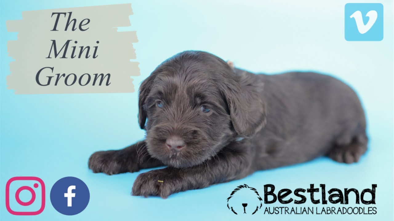 Mini Groom - YouTube