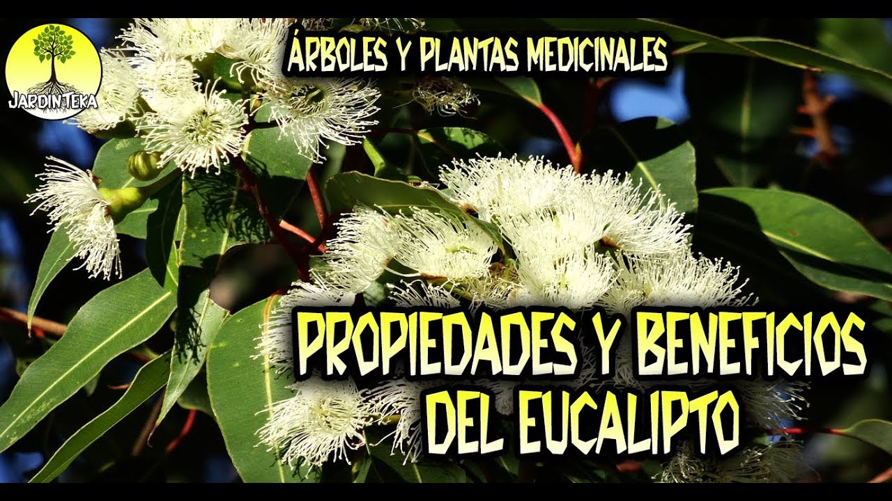 PARA QUE SIRVE EL EUCALIPTO, PROPIEDADES Y BENEFICIOS - PLANTAS ...