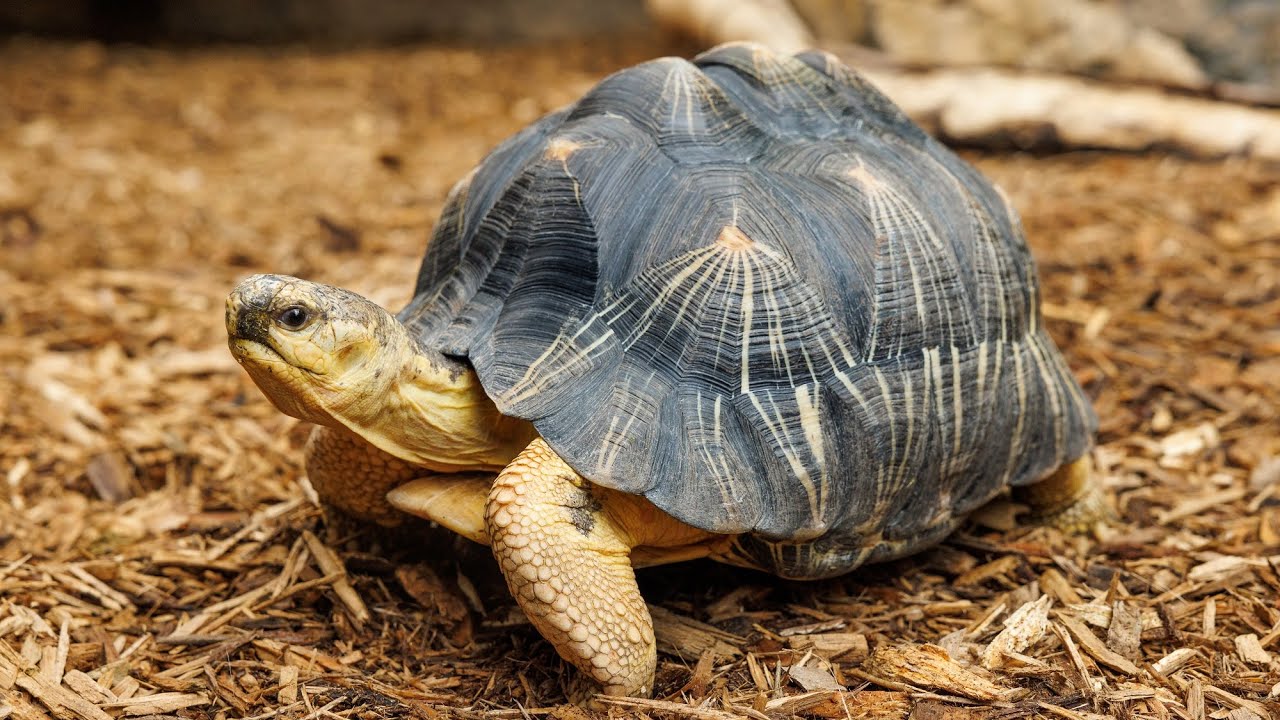 It's tough being mom to a teenage tortoise ... - YouTube
