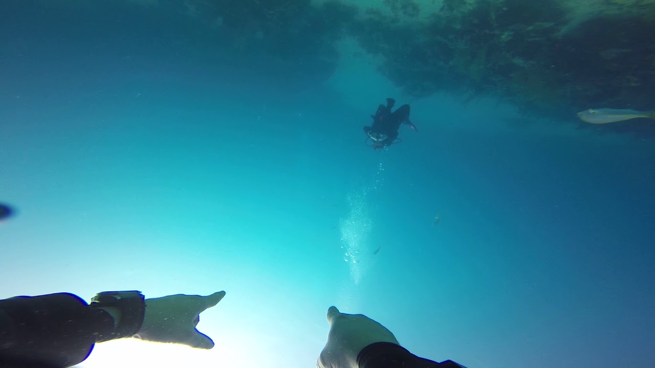 Full Dive with Amanda on a Sink or Swim Scuba trip to the Bahamas - YouTube