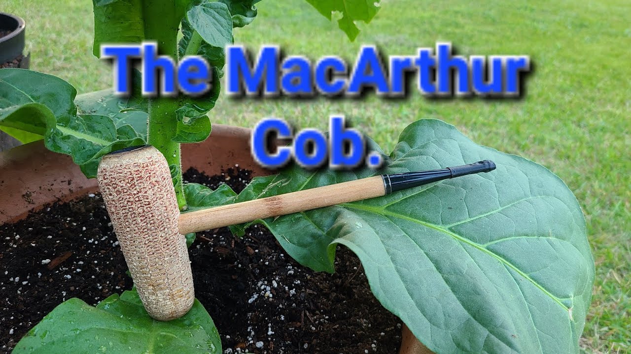 MacArthur 5-Star Natural Straight Corn Cob Pipe - YouTube