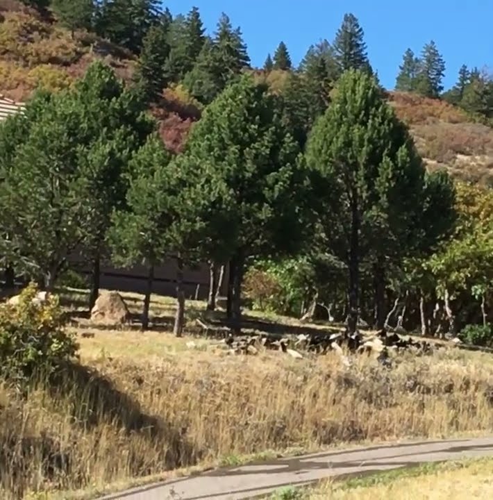 TURKEY FIGHT establishing the pecking order in southwest Metro Denver ...