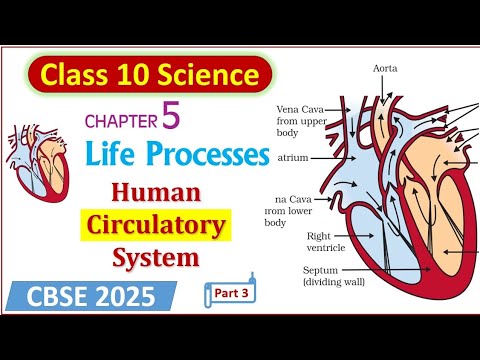 Life processes class 10 ONE SHOT | life process rapid revision - YouTube