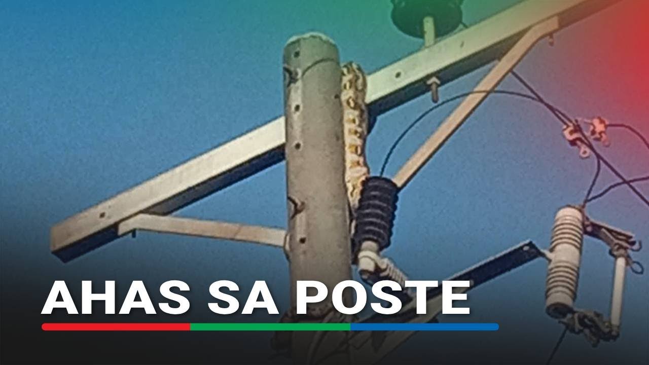 Lampas-taong ahas nakita sa poste sa Mandaue - YouTube