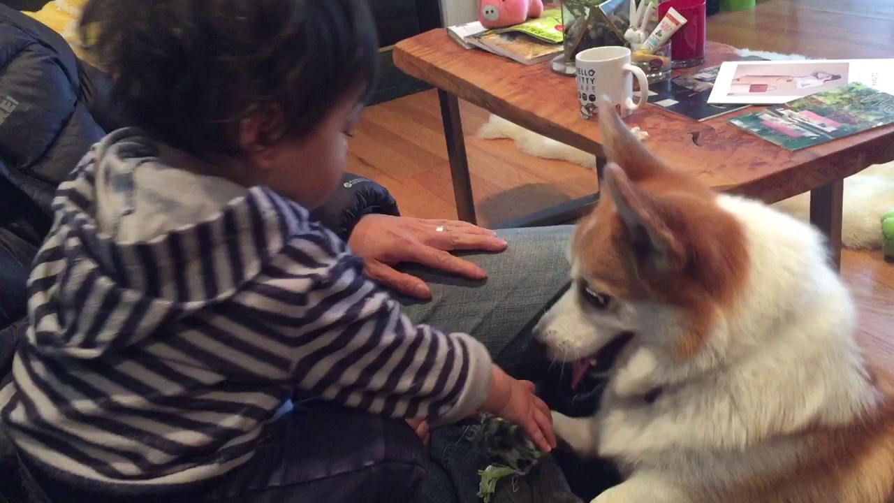 Smart Corgi Yuki Fetching with Baby - YouTube