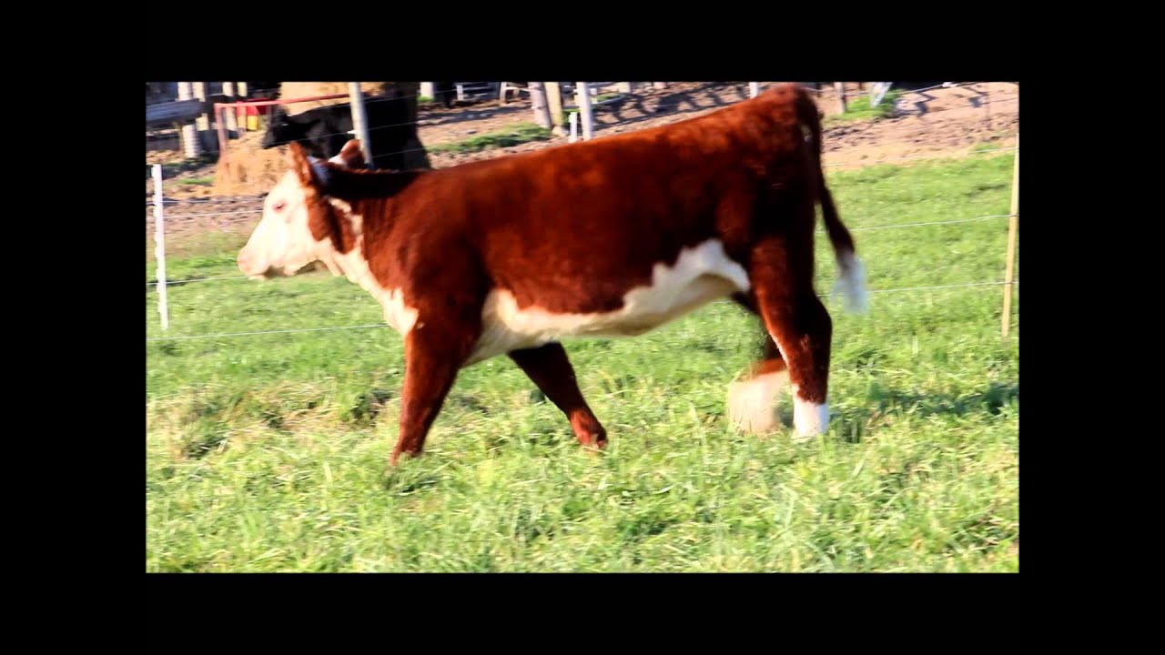 Tree Lane Farms Lot 40 - YouTube