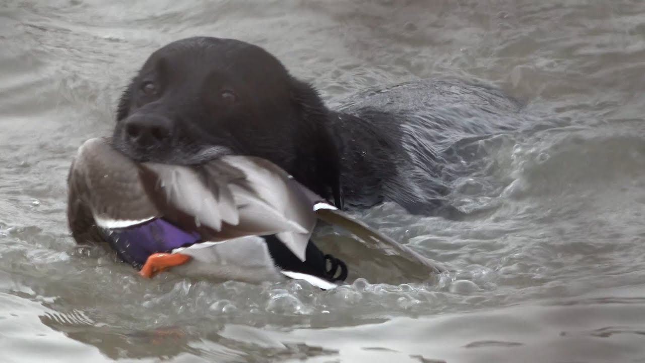 Duck Chatter Ep.88 "Windage Adjustment" - YouTube