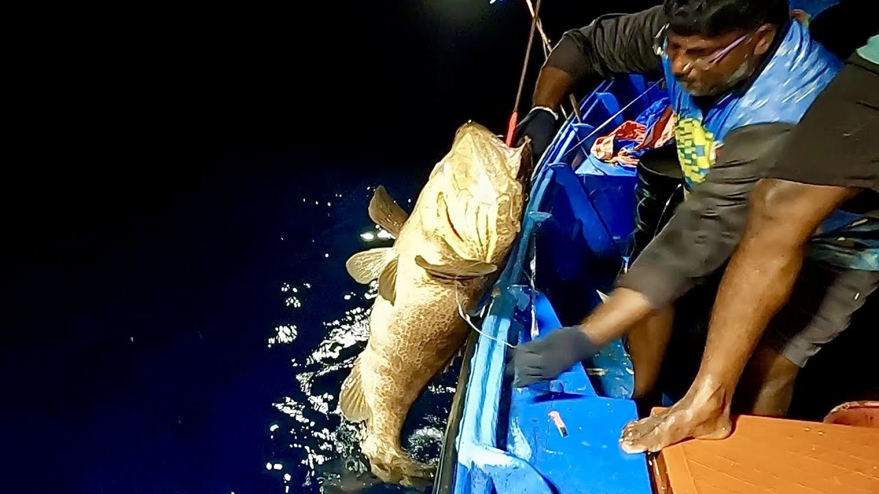 Catching Mangrove Jack, Blubberlip Snapper & Grouper Fish in the Sea ...