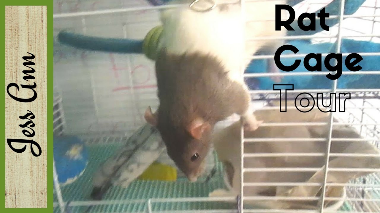 Huge Rat Cage Tour | Multiple Cages Together - YouTube