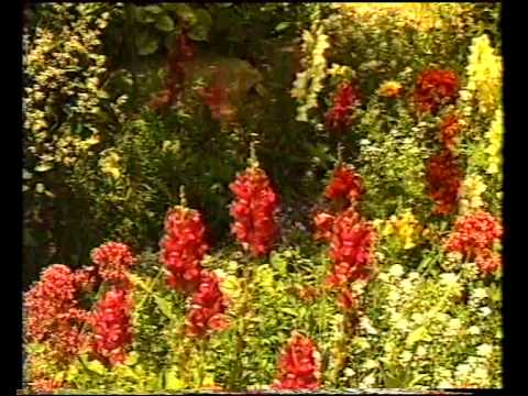 Rəhimov Rauf Məcid oğlu - karol-flora.az - Video1