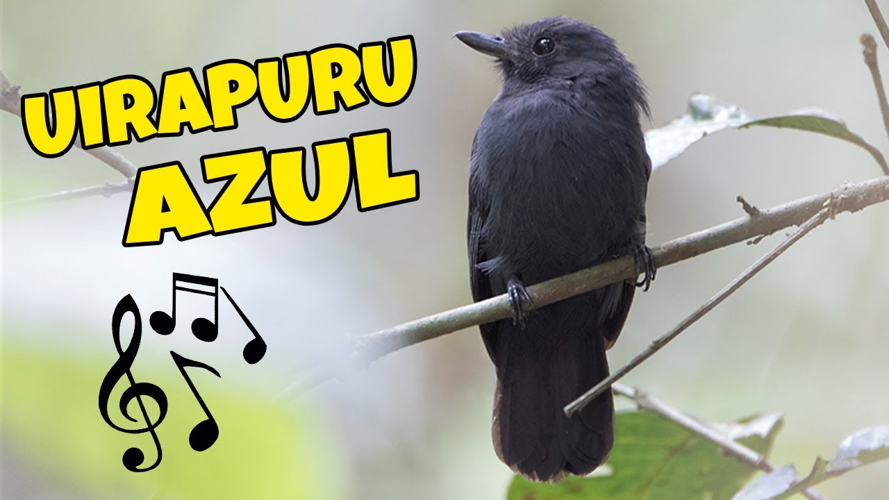 Uirapuru Azul - Este é o poderoso canto do uirapuru azul - YouTube