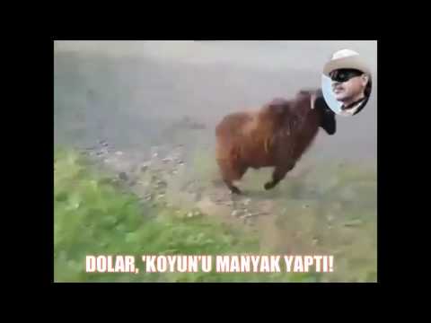 DOLAR  KOYUNu  MANYAK  YAPTI