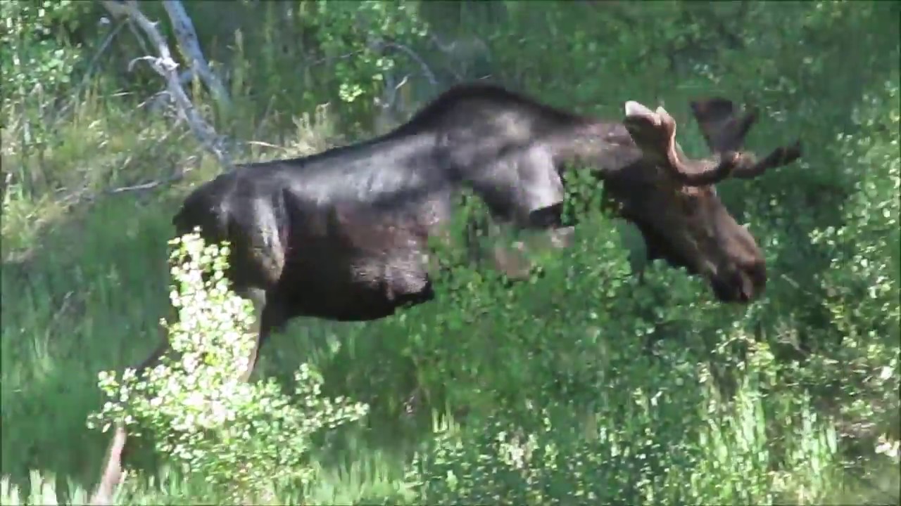 Moose in Flood Canyon - YouTube