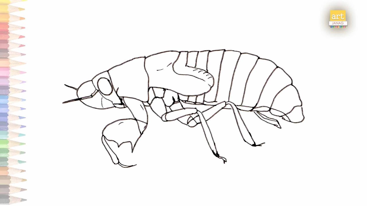 Cicada Nymph insect drawing easy | How to draw Cicada Nymph step by ...