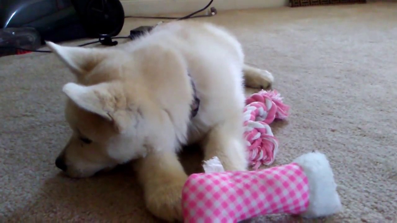 howling and crying VERY CUTE husky puppy - YouTube