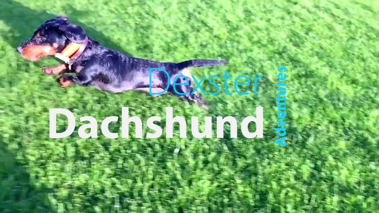 Slow motion study: Dachshund Dexster running and sprinting / Dackel ...