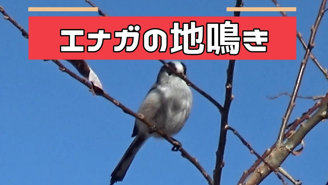 エナガの地鳴き - YouTube