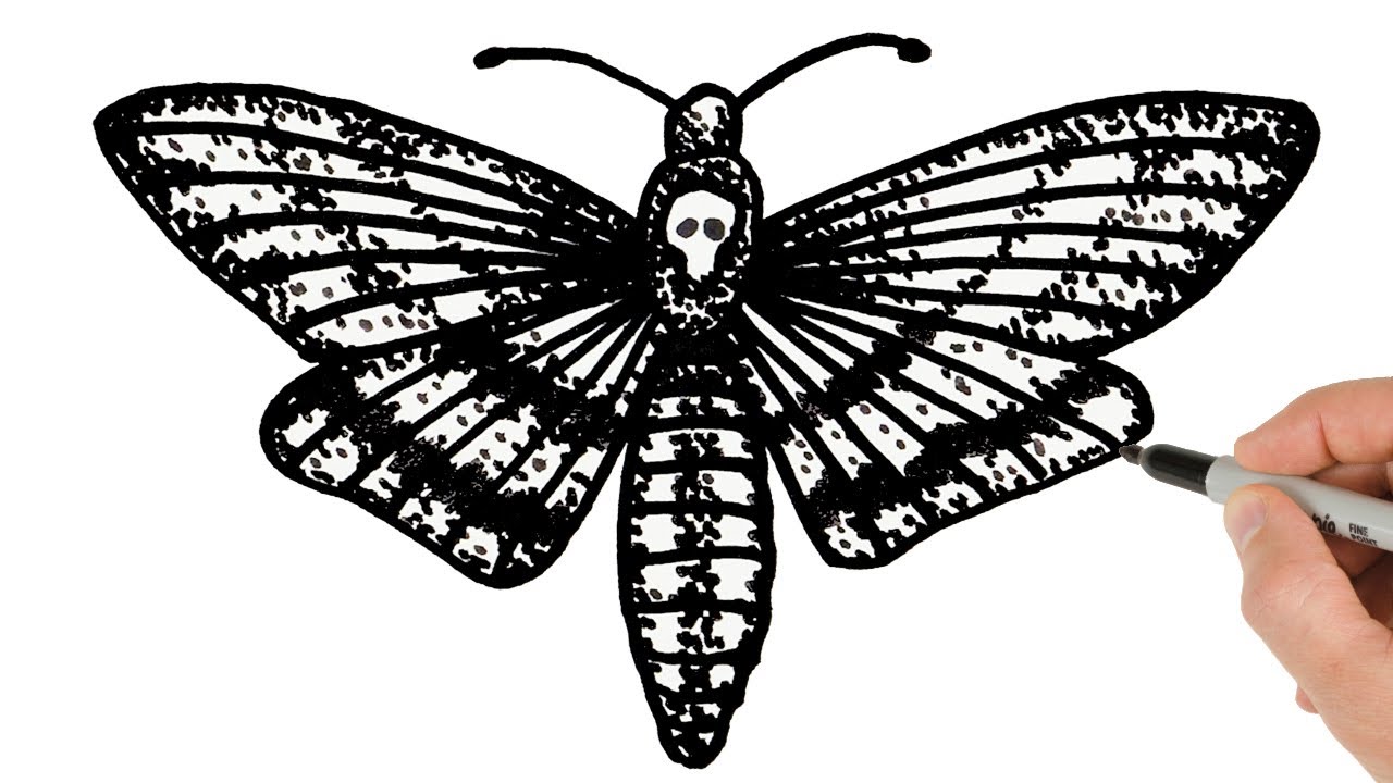 How to Draw African Death's Head Hawkmoth | Easy insect Drawing ...