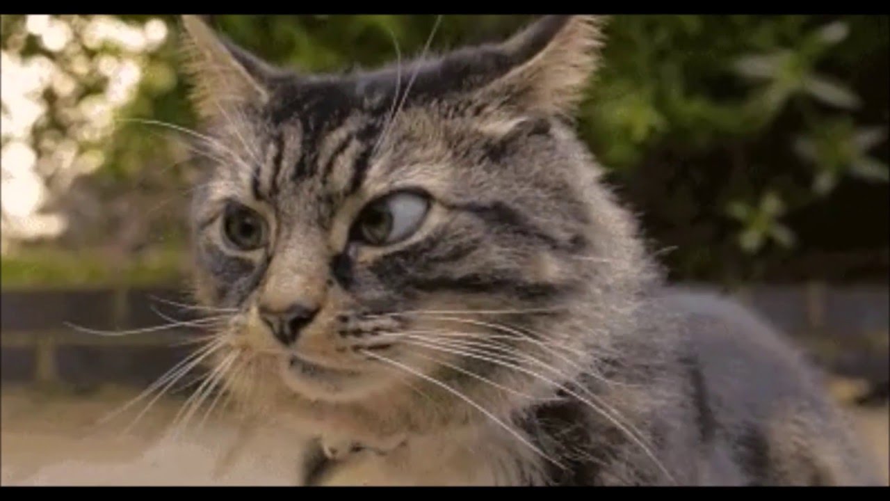 Western Cat - YouTube