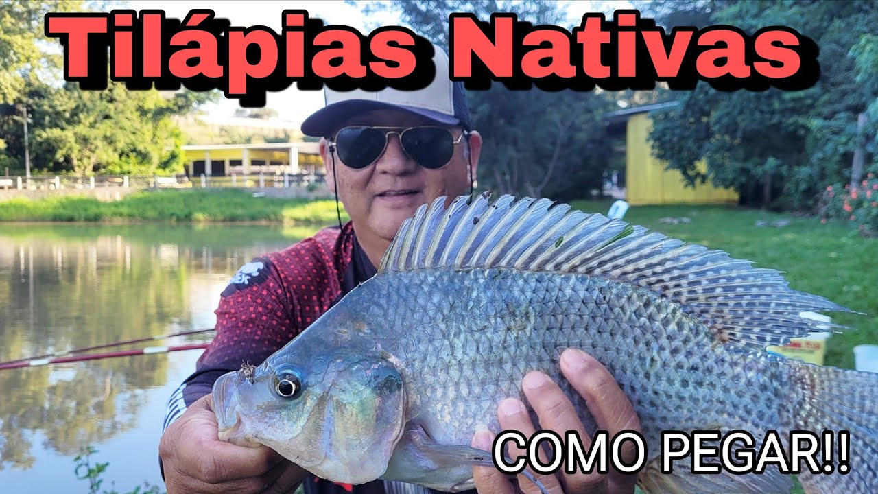 Pescaria de tilápias - YouTube