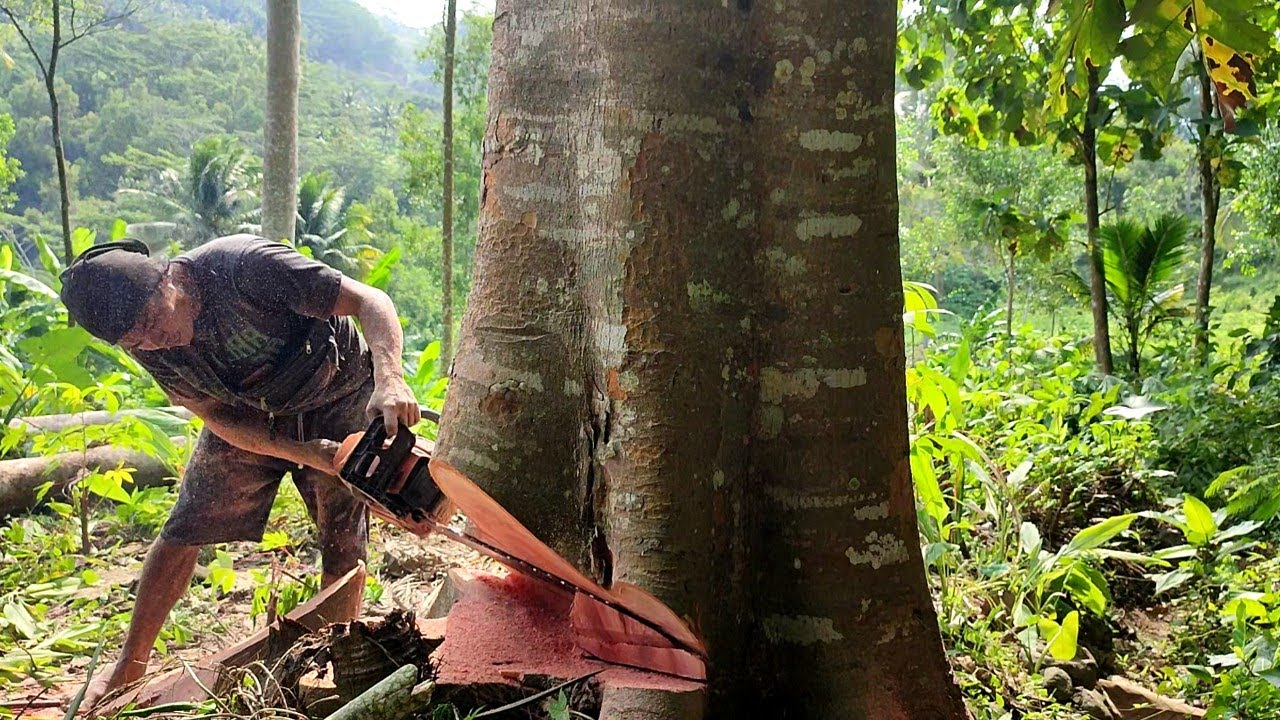 Amazing skill of cutting down a big tree with a small chainsaw - YouTube