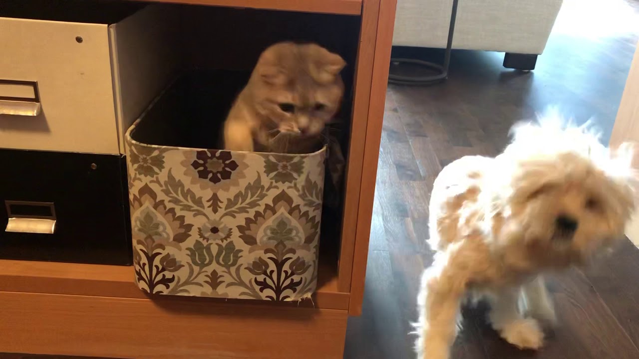 Don’t mess with Willow Cat. - YouTube