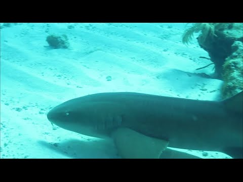 Spencer Slate’s Ultimate Touch Tank! | Key Largo FL - YouTube