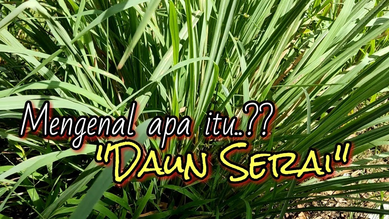 Mengenal apa itu Daun Serai || Manfaat & Kegunaan || Serumpun dengan ...